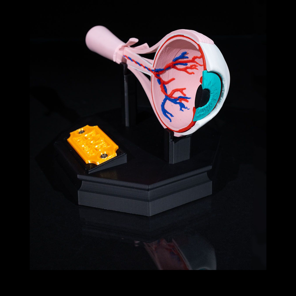 Human Eye | 3D Printer Model Files