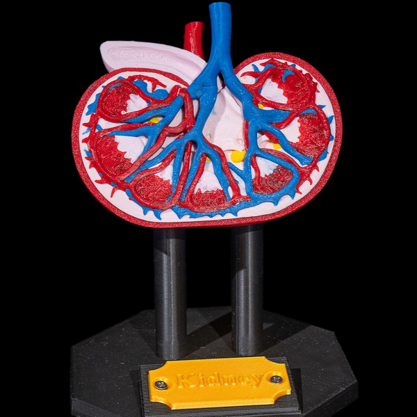 Kidney Anatomical Model | 3D Printer Model Files