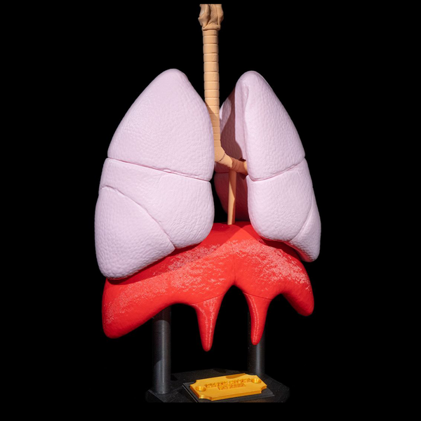 Lung Anatomical Model | 3D Printer Model Files