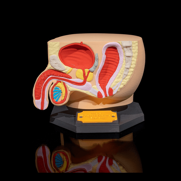 Male Reproductive System | 3D Printer Model Files