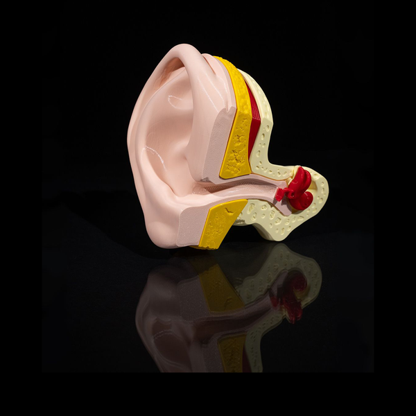 Outer and Inner Ear | 3D Printer Model Files